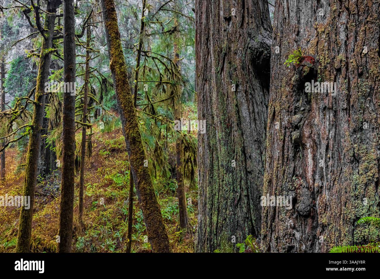 Conifers along Howland Hill Road in Jedediah Smith Redwoods State Park ...