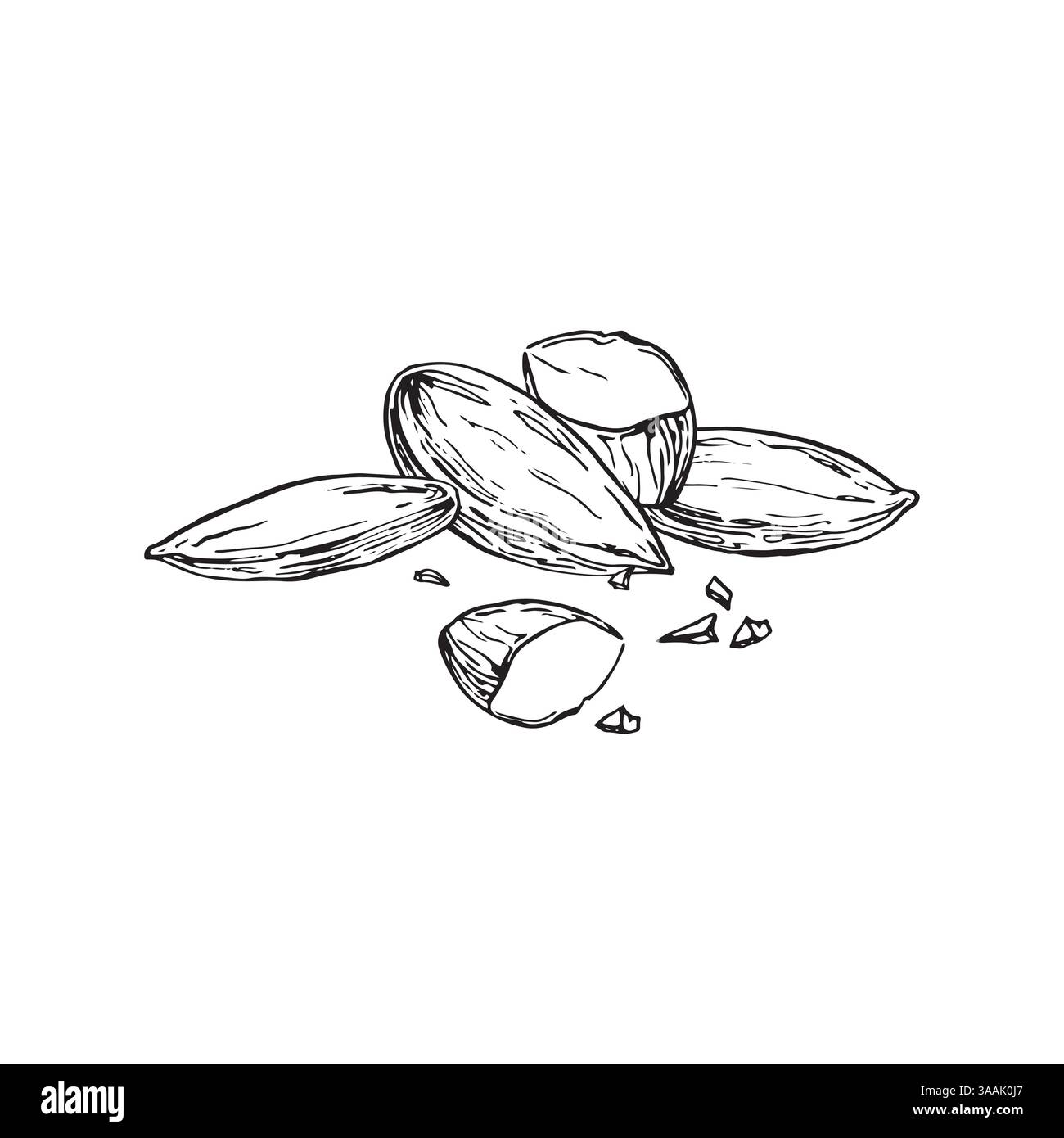 Almond vector illustration hand drawn with ink. Whole and cut nuts ...