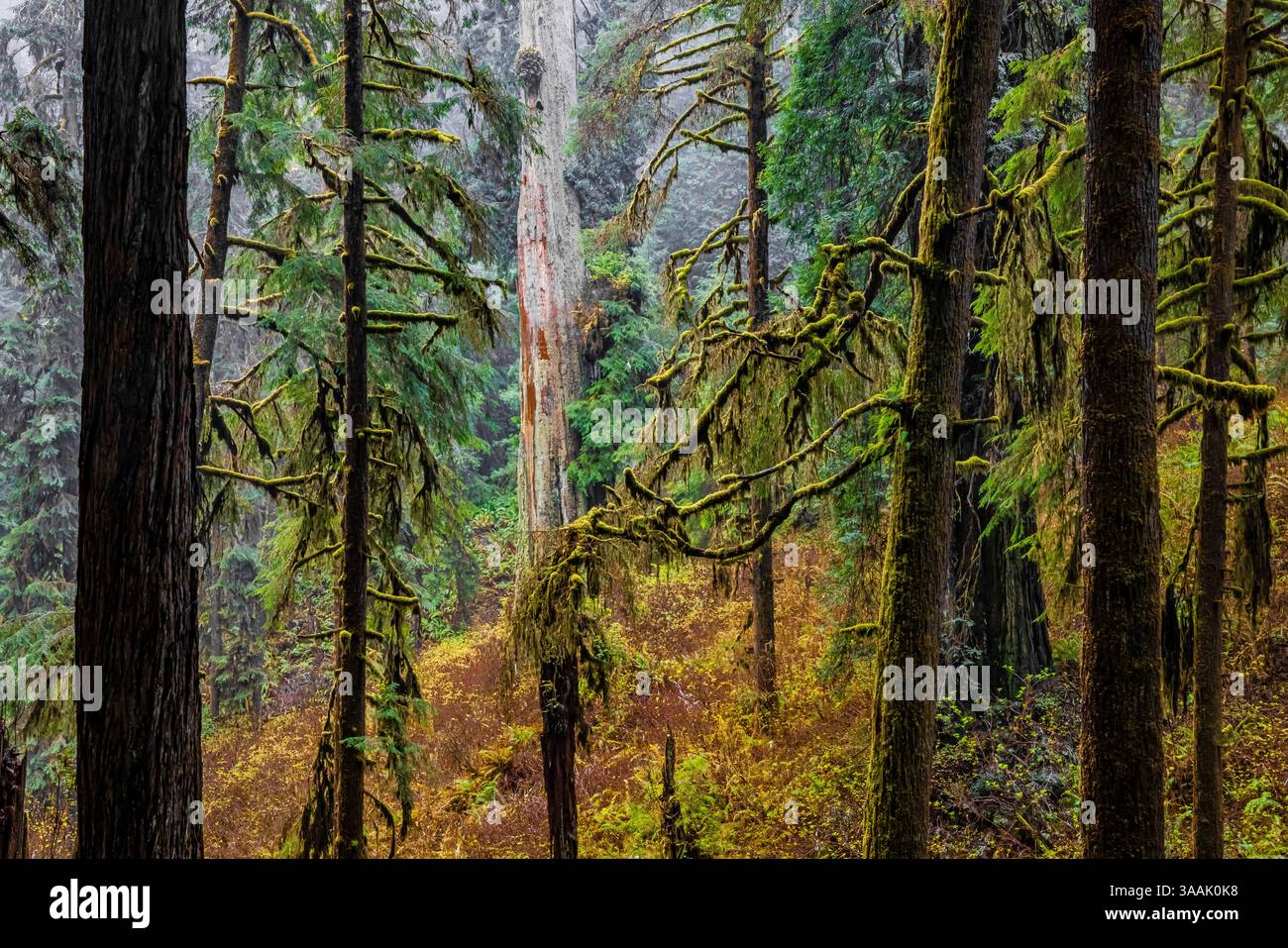 Conifers along Howland Hill Road in Jedediah Smith Redwoods State Park ...