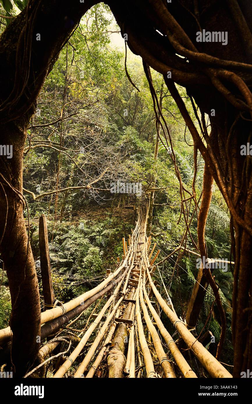 Living root bridge shillong hi-res stock photography and images - Alamy
