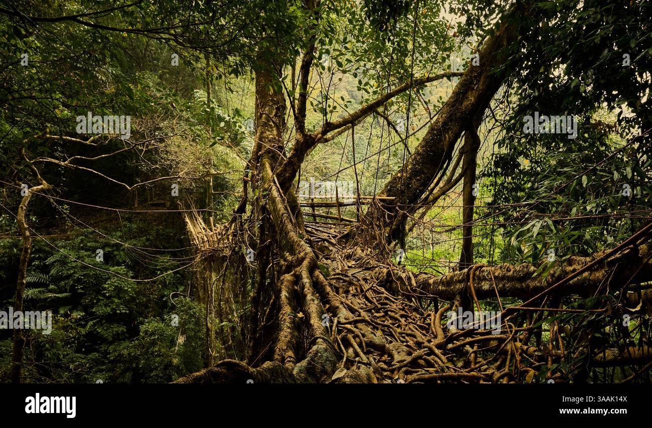 Living root bridge in Meghalaya, India Stock Photo - Alamy