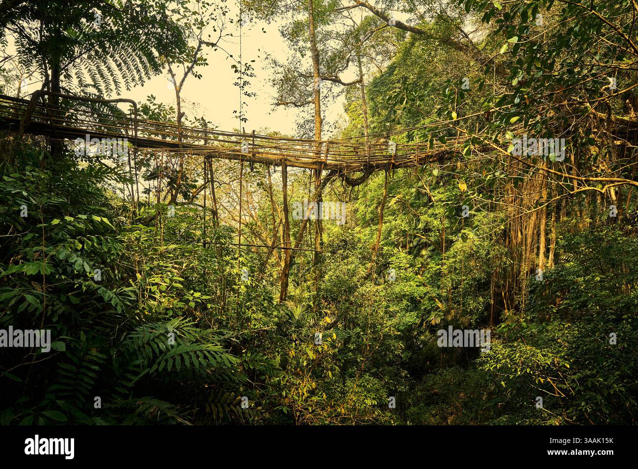 Living root bridge in Meghalaya, India Stock Photo - Alamy