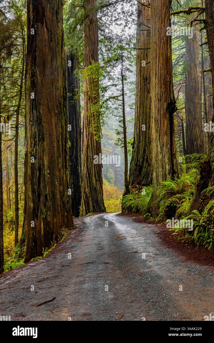 Howland Hill Road winds through the Coast Redwood forest in Jedediah ...