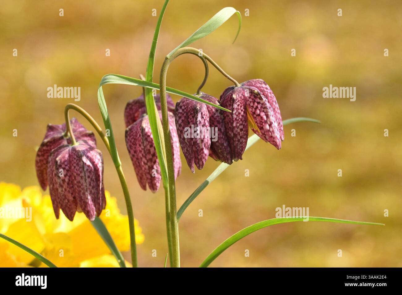 Snake's Head Fritillary flowering in a park during early spring. London ...