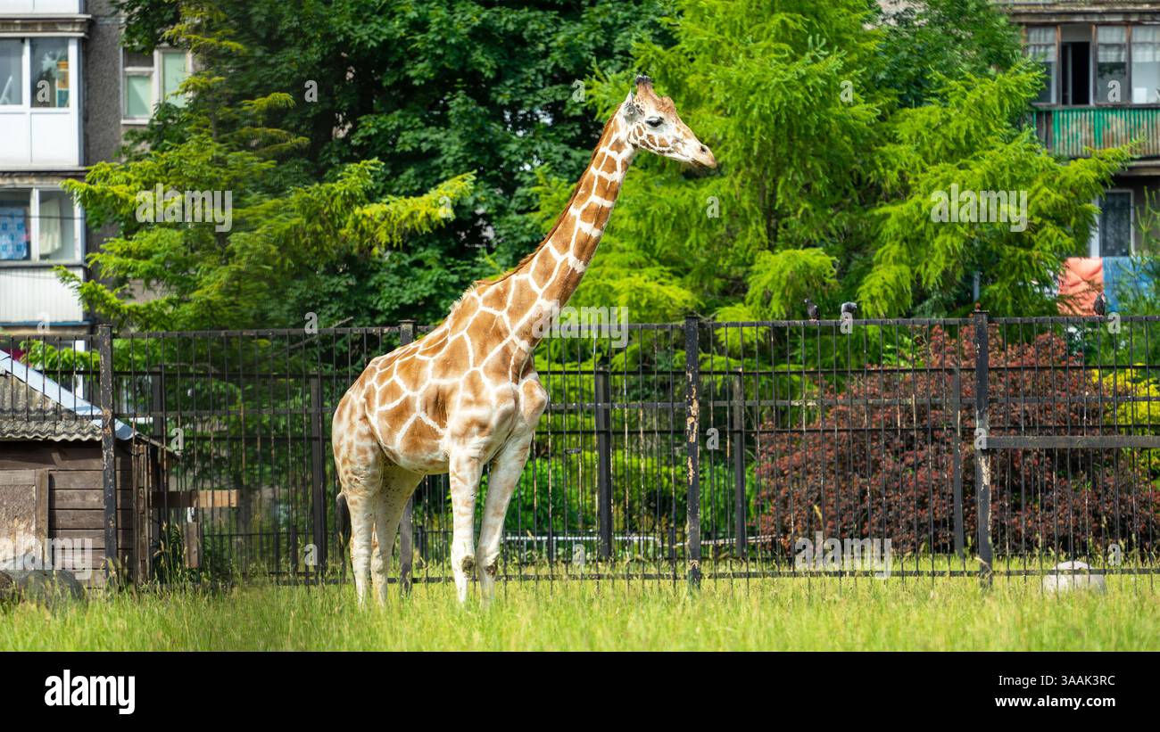 Giraffe in atypical habitat walks in front of residential panel ...
