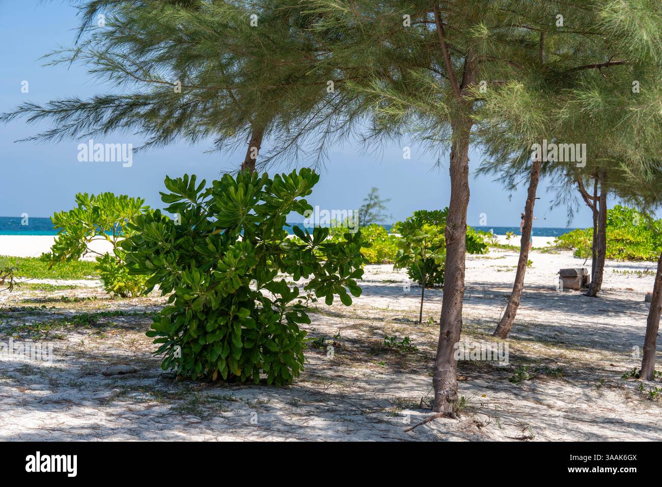 Casuarina trees on beach on Bamboo Island or Ko Mai Phai is small ...