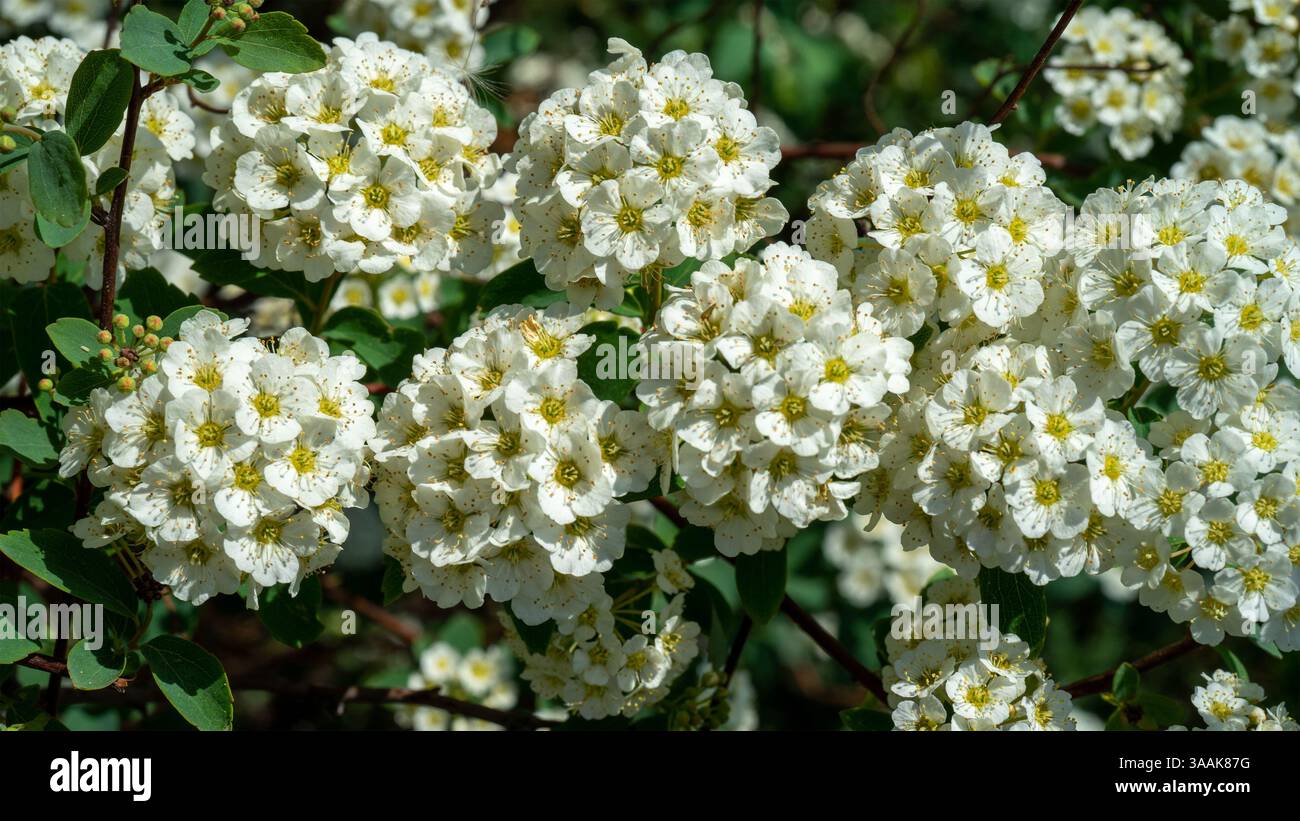 Reeves spirea hi-res stock photography and images - Alamy