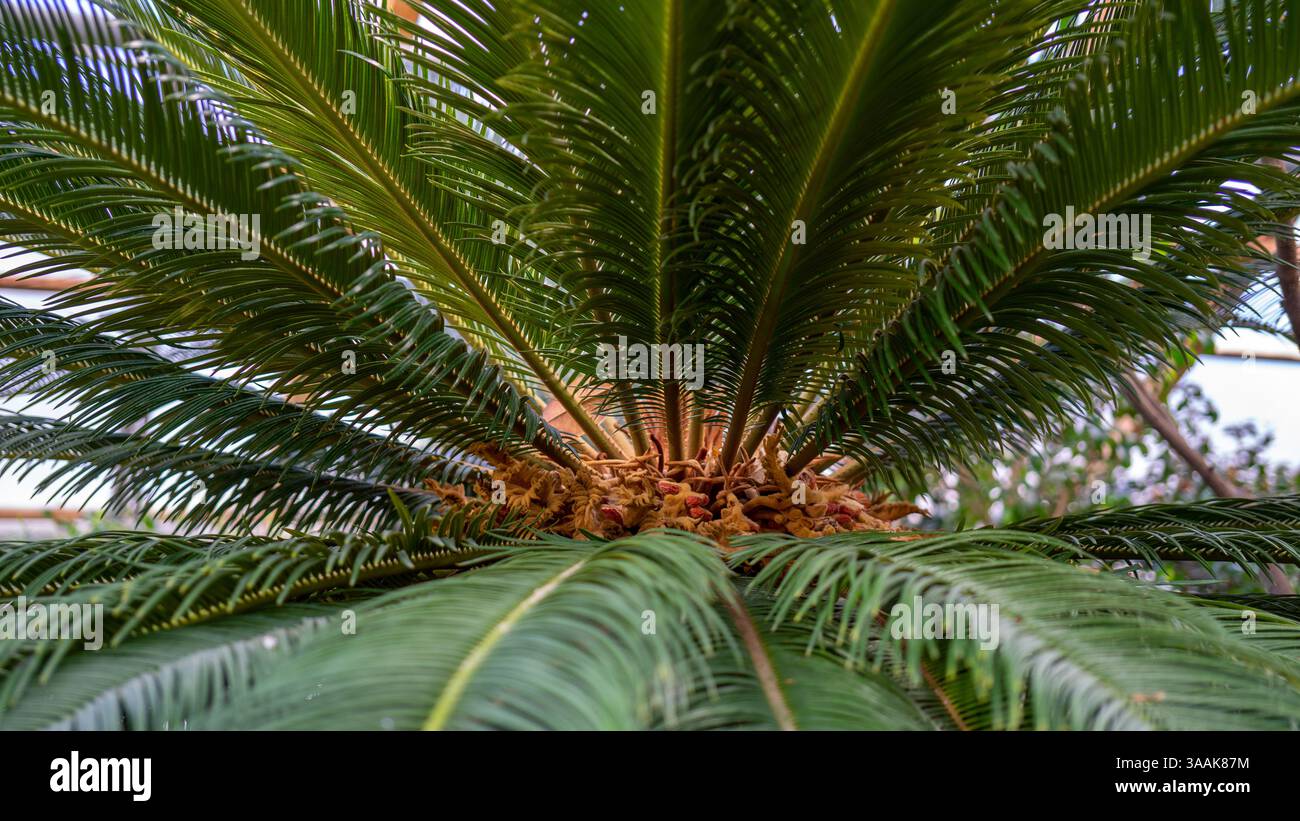 Cycas circinalis is genus of cycad in family Cycadaceae. Cultivation of ...