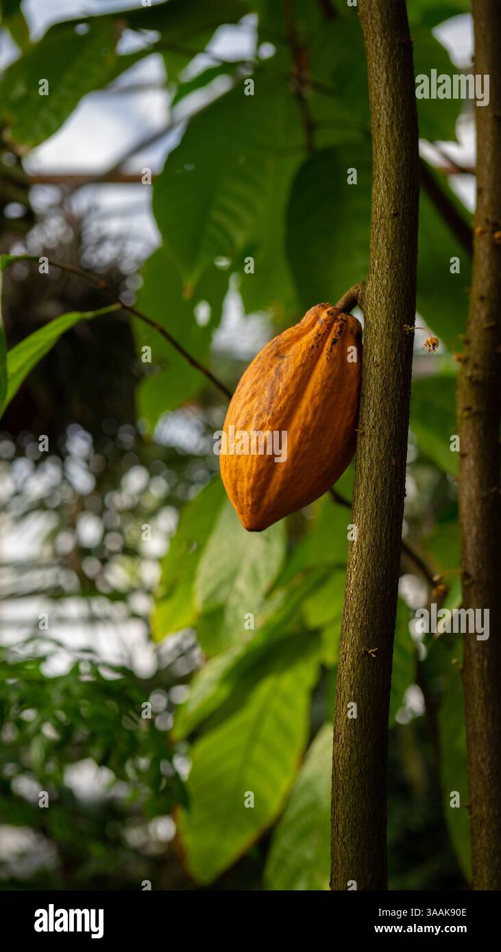 Cocoa bean or cacao grow on the cocoa tree or theobroma cacao from ...