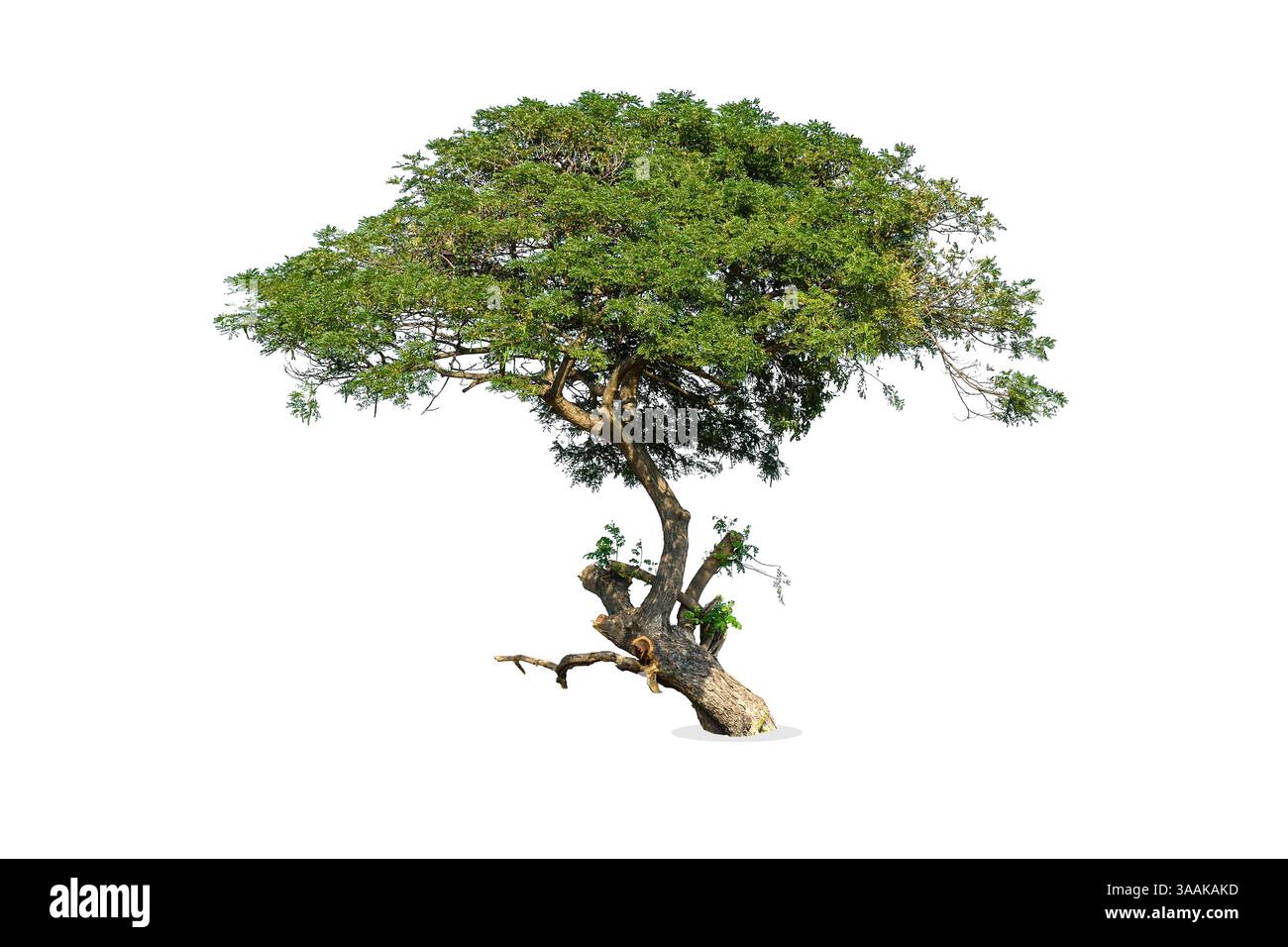 Tree green color isolated on white background Stock Photo - Alamy