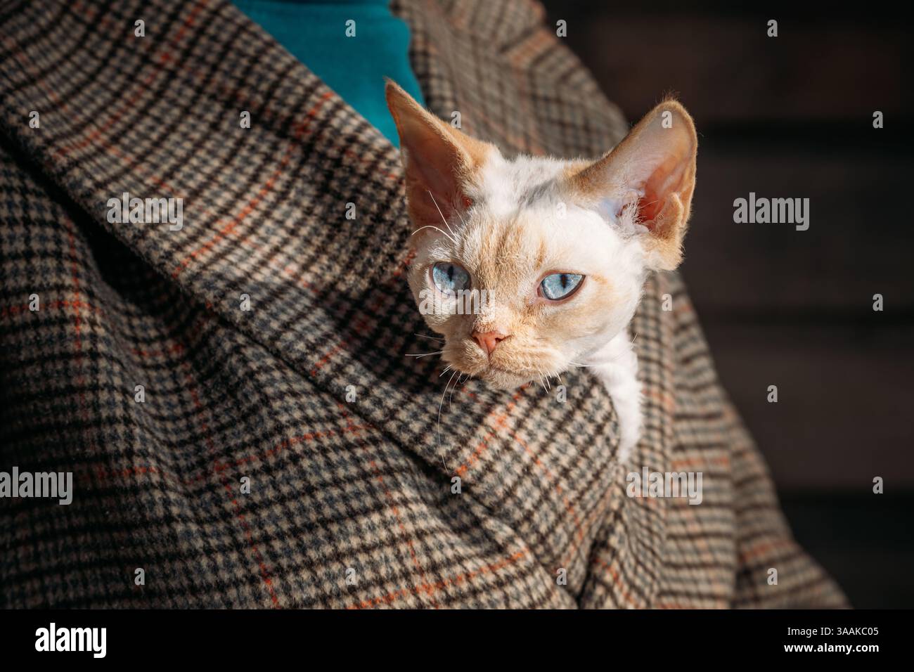 Cats Portrait. Obedient Devon Rex Cat With Bright White Orange Fur ...