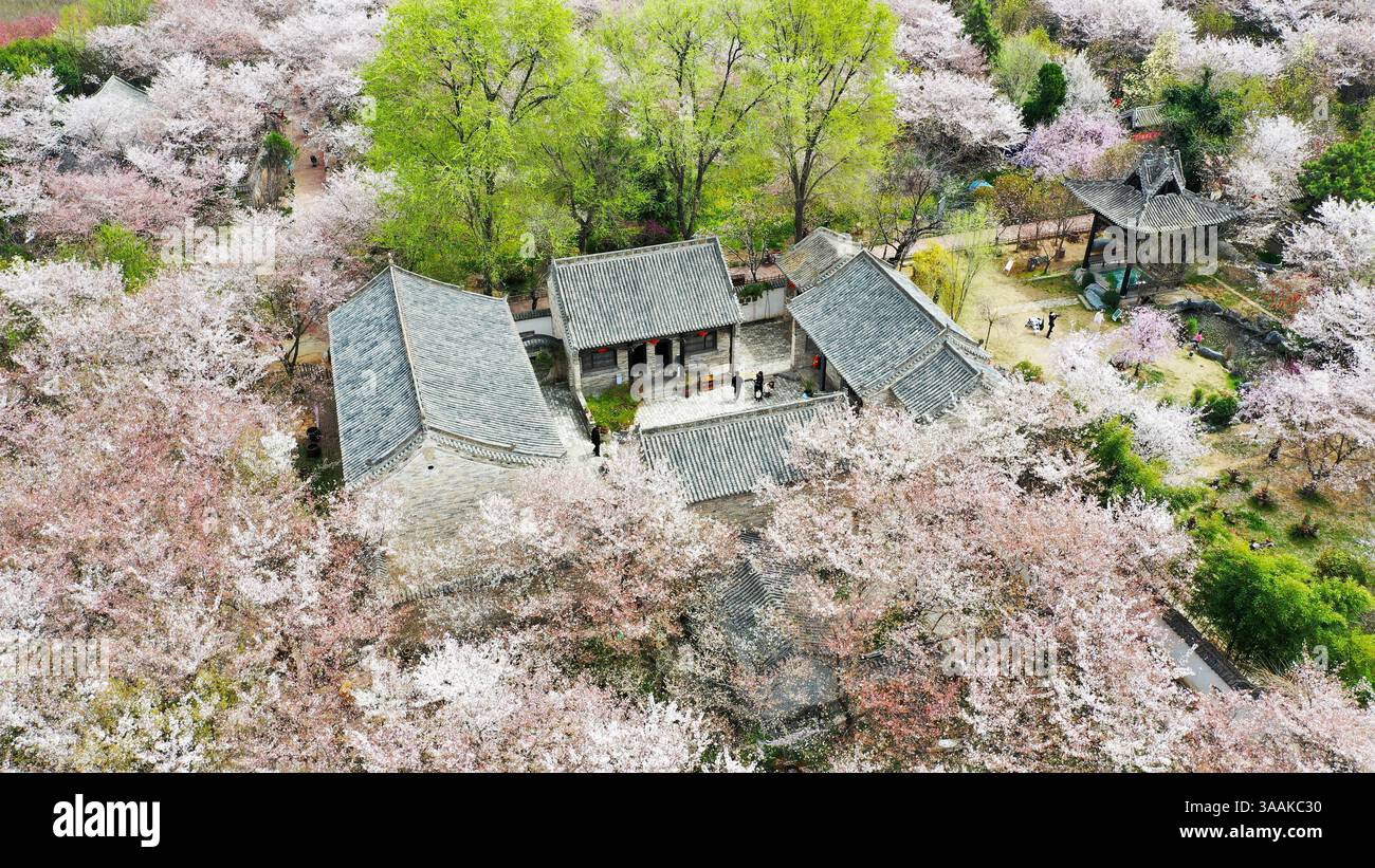 Aerial photo shows blooming cherry blossoms in Xuchang City, central ...