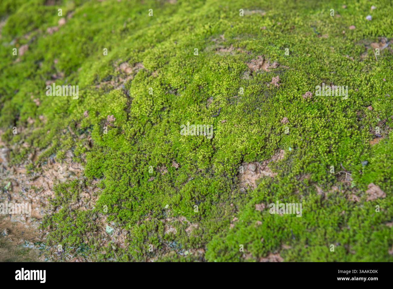 Mosses are small flowerless plants that typically grow in dense green ...