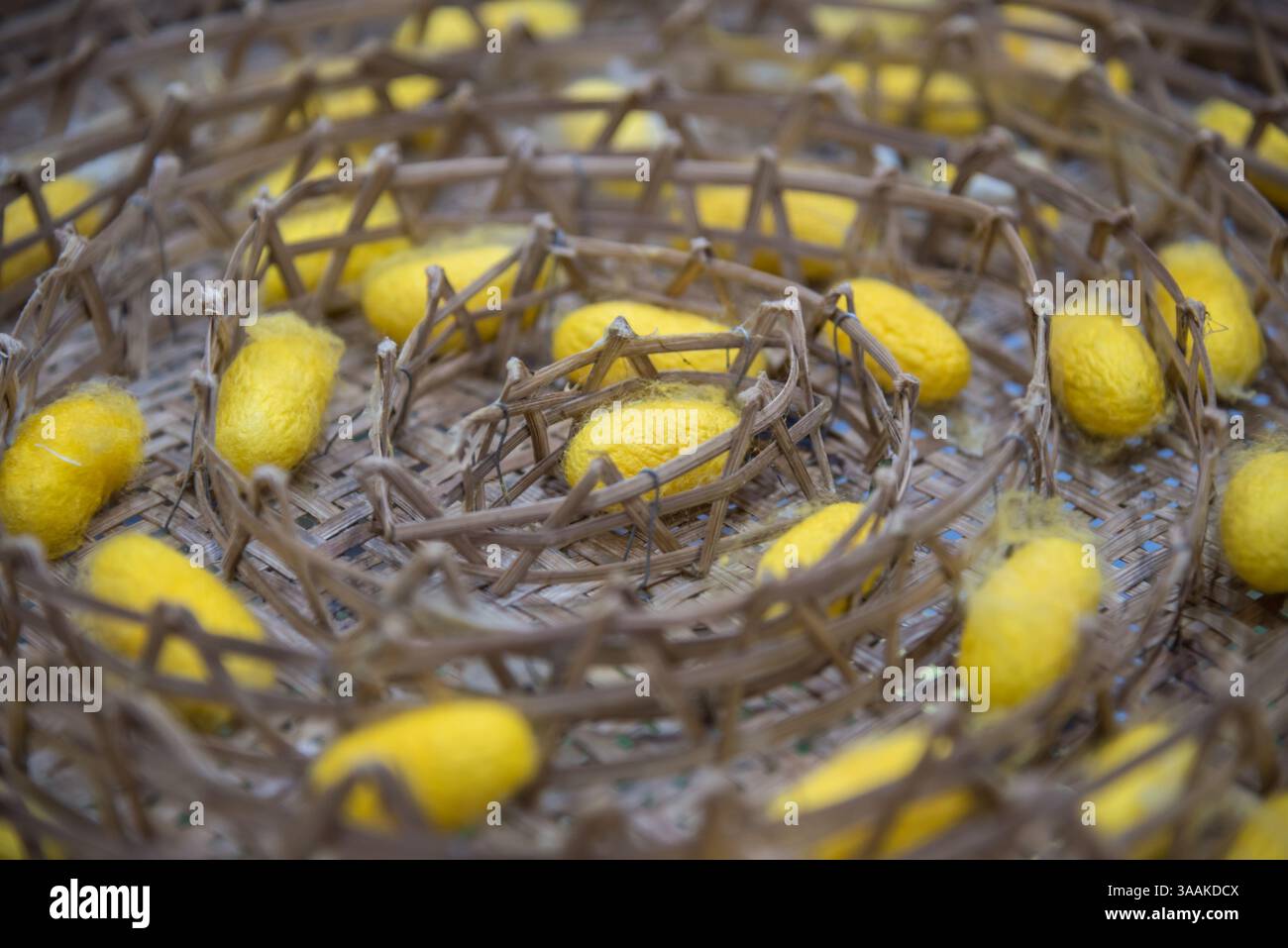 Silkworm is worm to creates a silk cocoon of yellow fibers use for ...