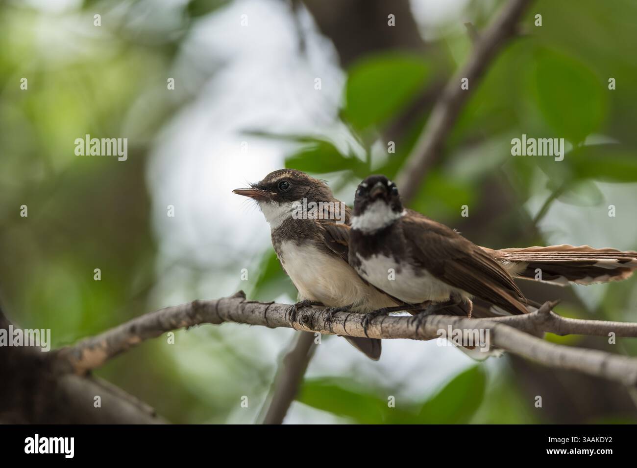 Two birds (Pied Fantail Flycatcher, Rhipidura javanica) black color in ...