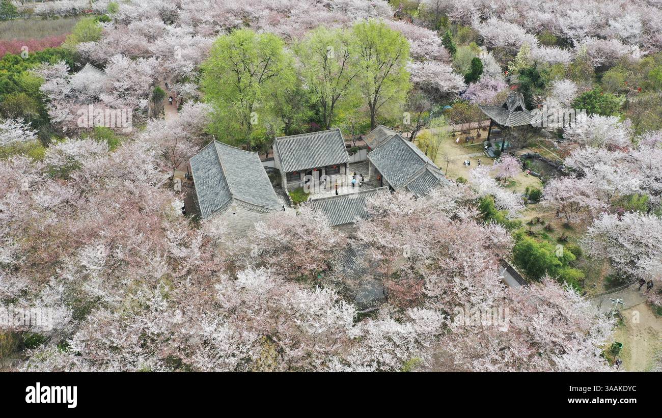Aerial photo shows blooming cherry blossoms in Xuchang City, central ...