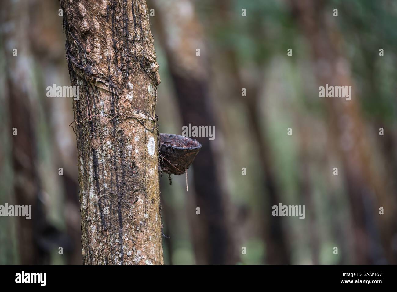 Rubber tree in row at a rubber tree plantation natural latex is a ...