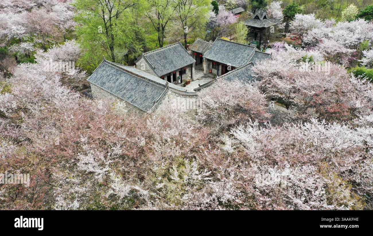 Aerial photo shows blooming cherry blossoms in Xuchang City, central ...
