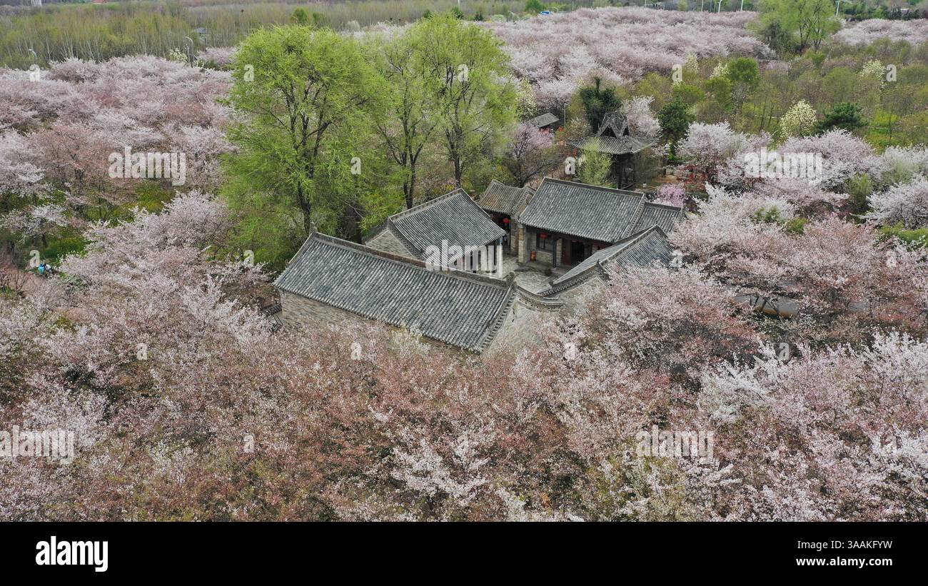 Aerial photo shows blooming cherry blossoms in Xuchang City, central ...