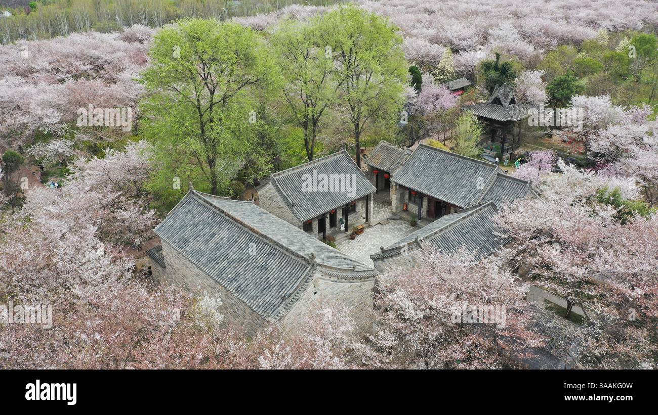 Aerial photo shows blooming cherry blossoms in Xuchang City, central ...