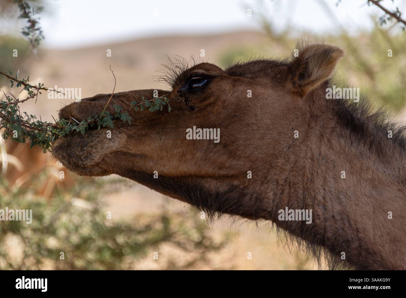Camel friendly environment hi-res stock photography and images - Alamy