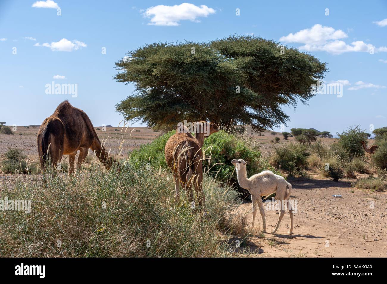 Dromedary camel familiy in the Sahara desert Stock Photo - Alamy