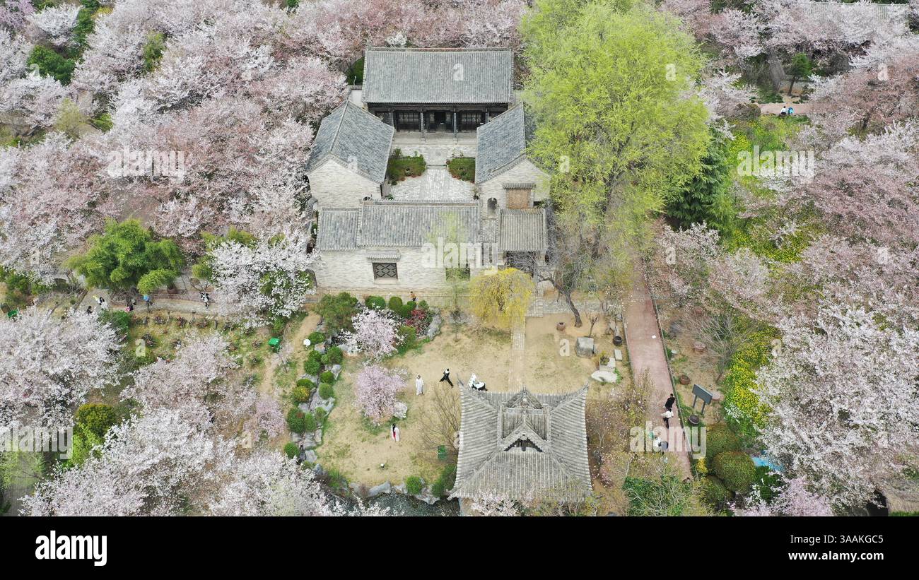 Aerial photo shows blooming cherry blossoms in Xuchang City, central ...