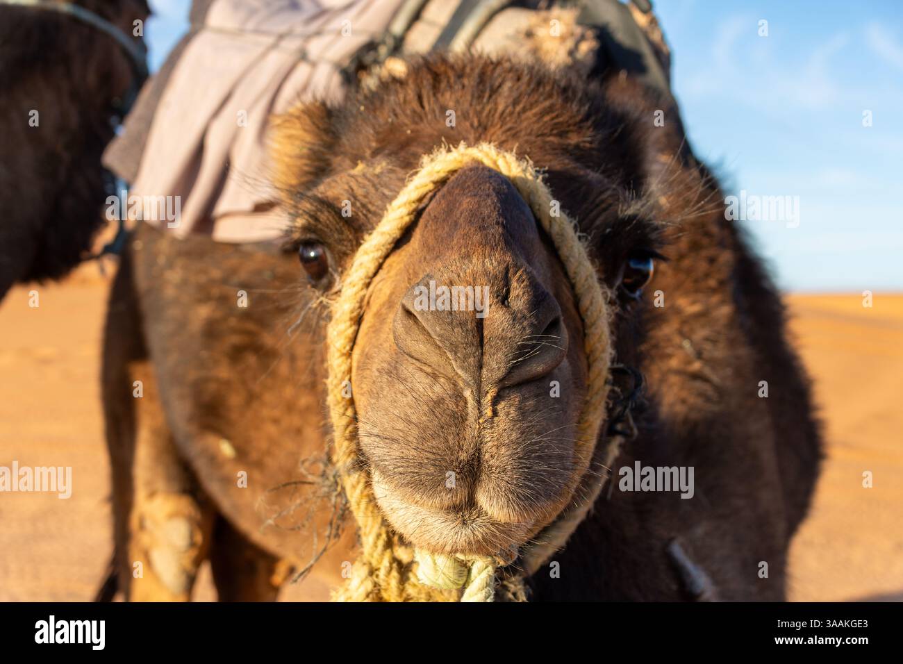 Dromedary camel in the Sahara desert Stock Photo - Alamy