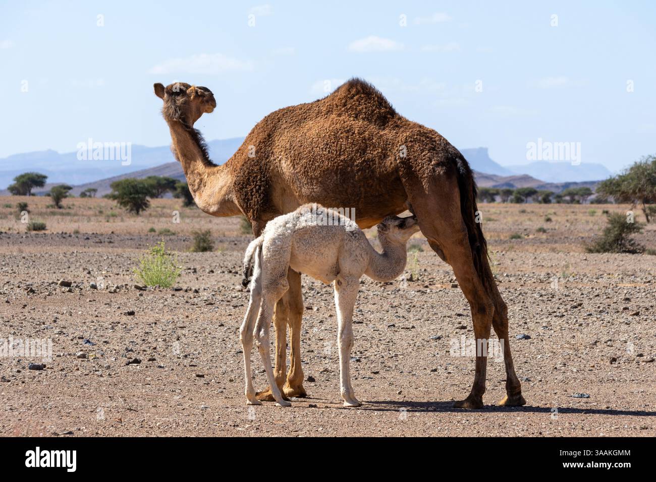 Dromedary camel mother and baby in the desert Stock Photo - Alamy