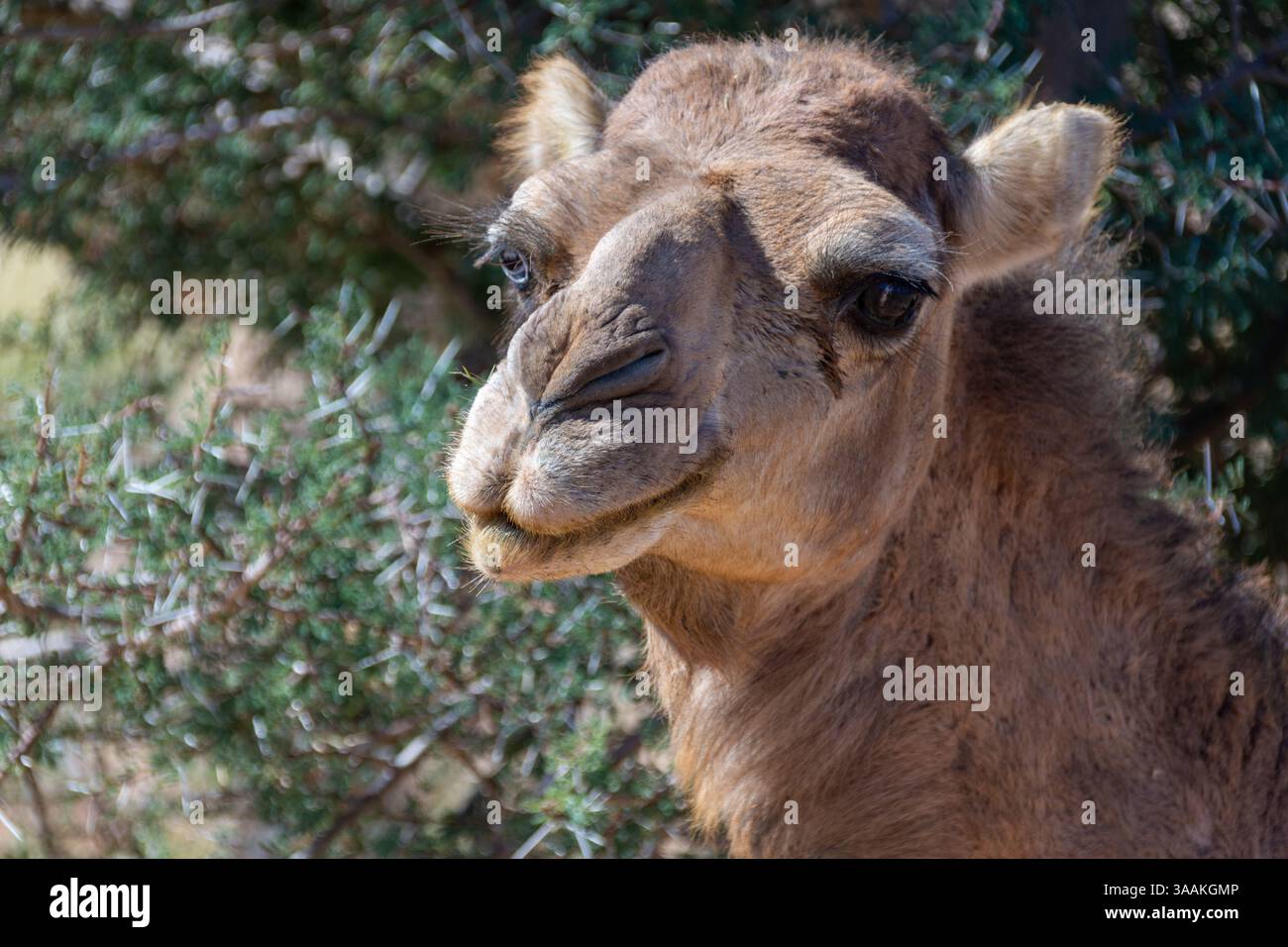 Dromedary Camel Portrait in the Moroccan Desert Stock Photo - Alamy