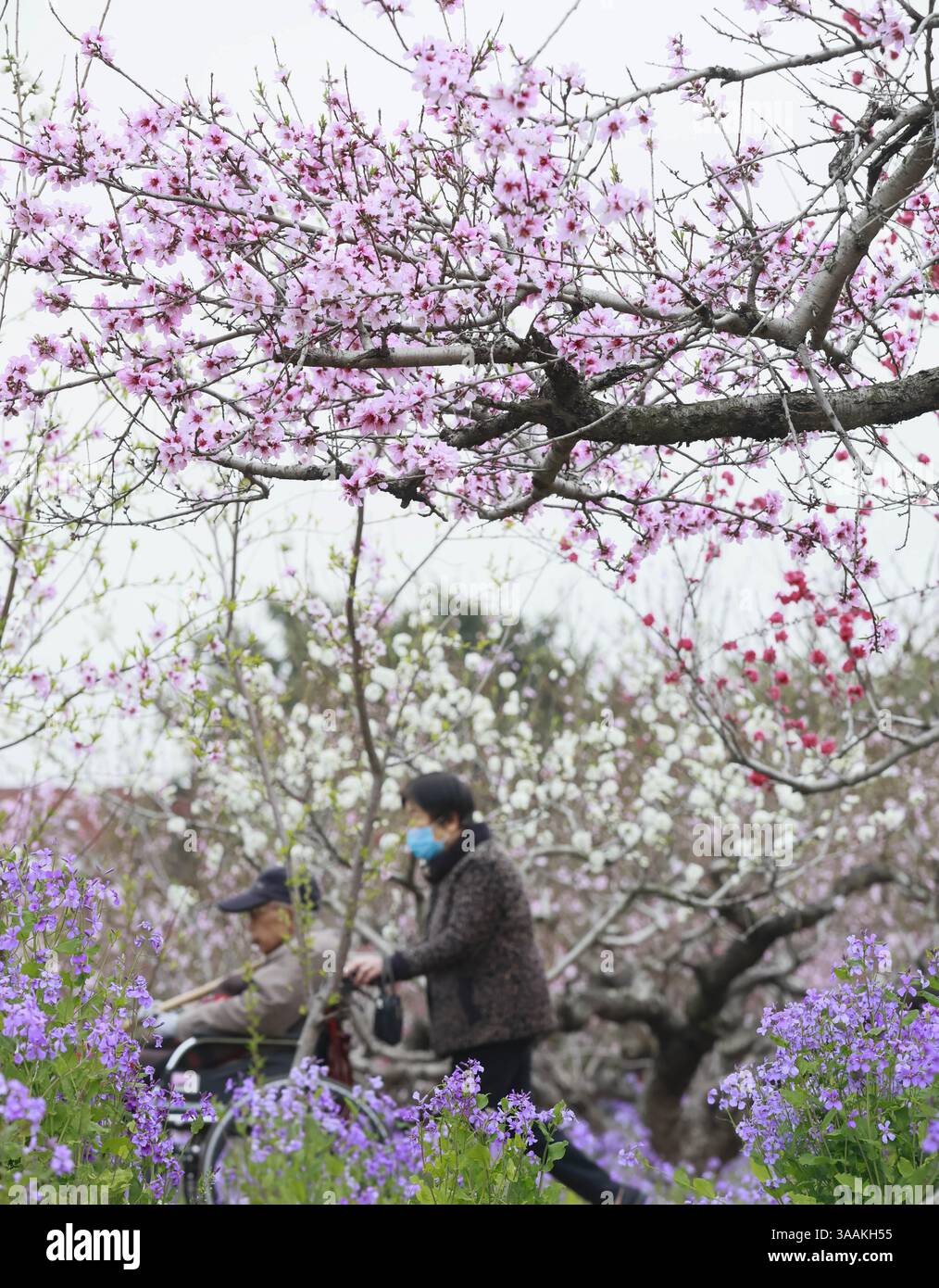 Tourists admire spring flowers at a park in Huai'an City, east China's ...