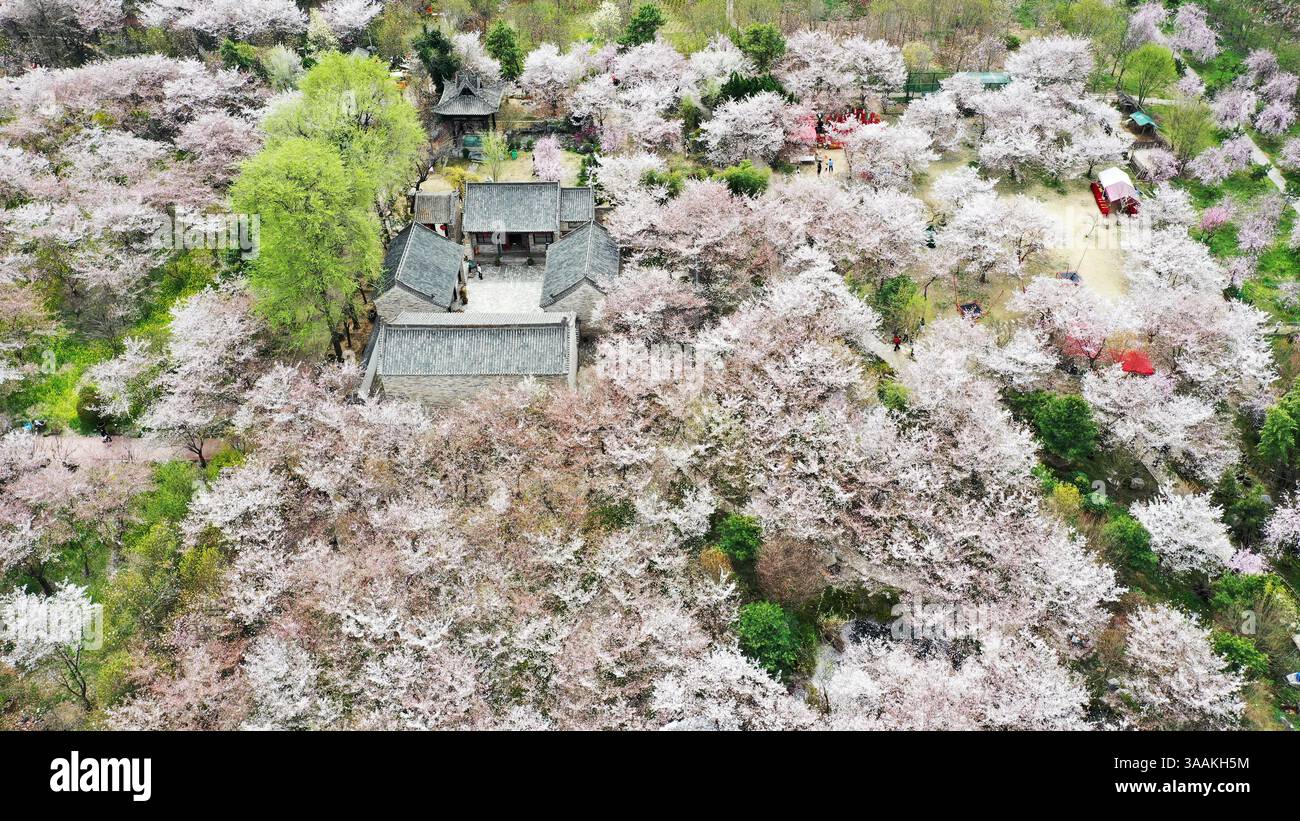 Aerial photo shows blooming cherry blossoms in Xuchang City, central ...