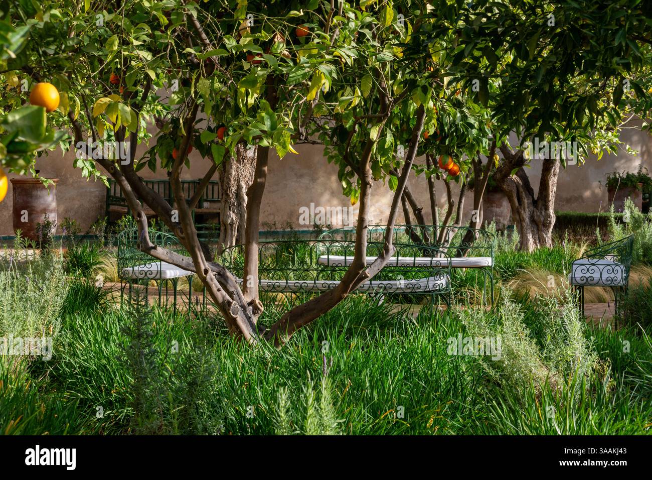 Marrakech, Morocco - 16 February 2025: Citrus trees and benches in Le ...