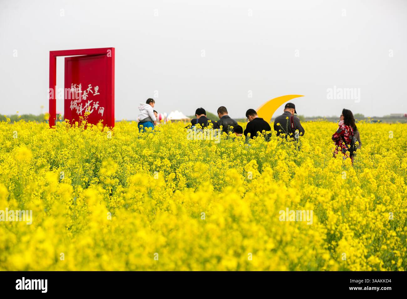 Aerial photo shows the cole flowers blooming on the lake in Gaoyou City ...