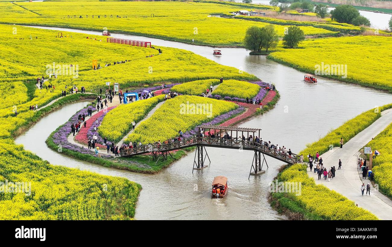 Aerial photo shows the cole flowers blooming on the lake in Gaoyou City ...