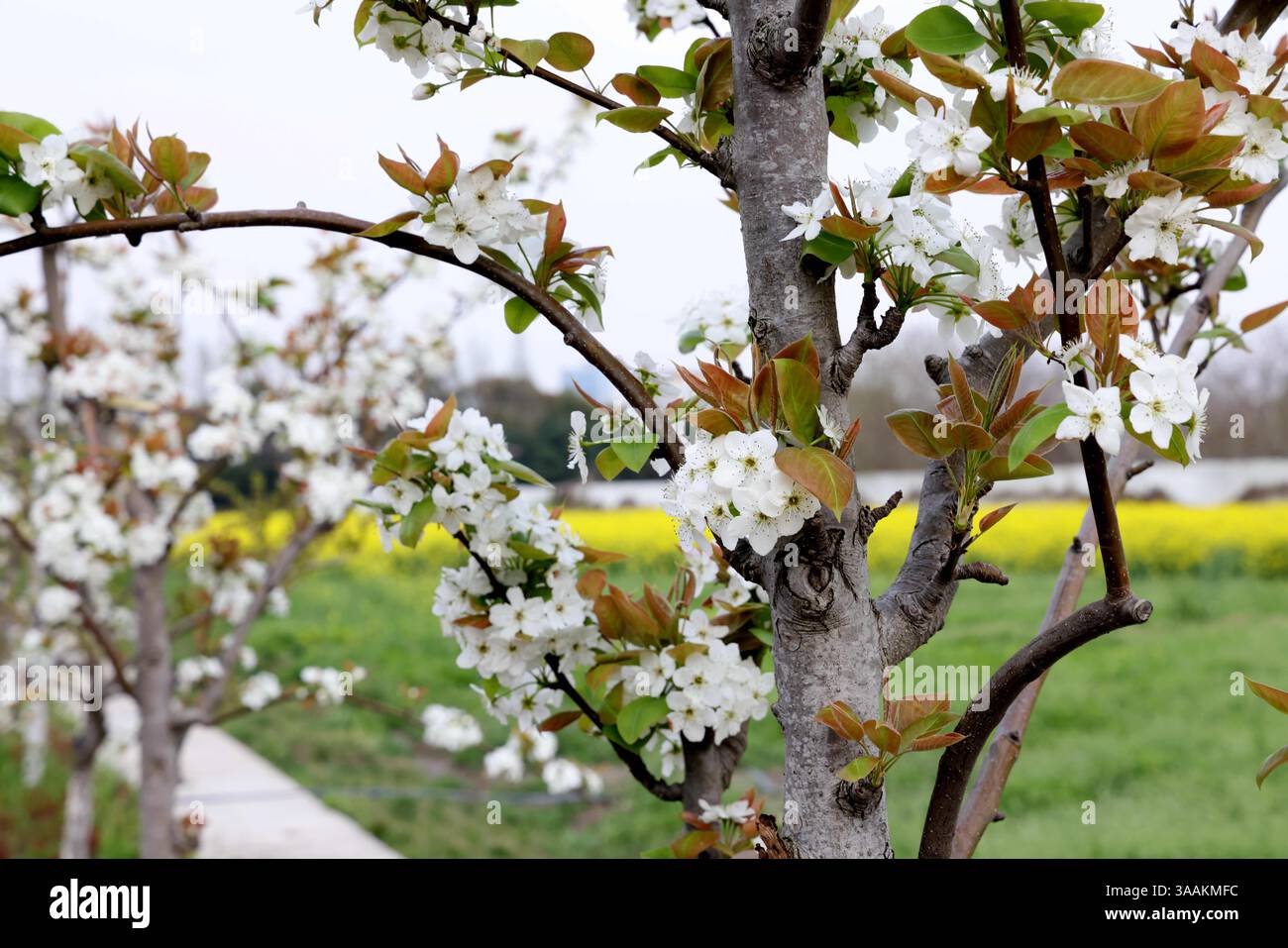 Cole flowers are in full bloom in Shanghai, China, 29 March, 2025 Stock ...