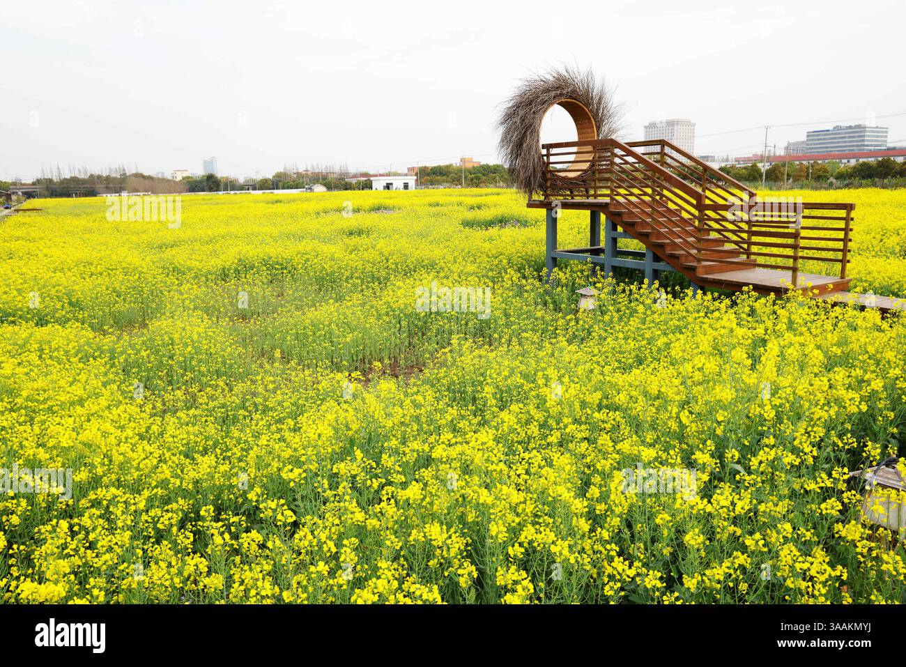 Cole flowers are in full bloom in Shanghai, China, 29 March, 2025 Stock ...