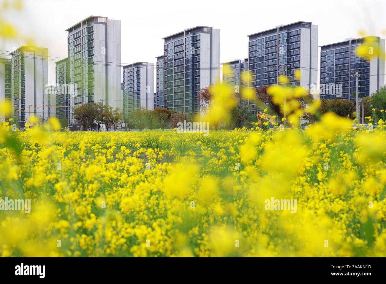 Cole flowers are in full bloom in Shanghai, China, 29 March, 2025 Stock ...
