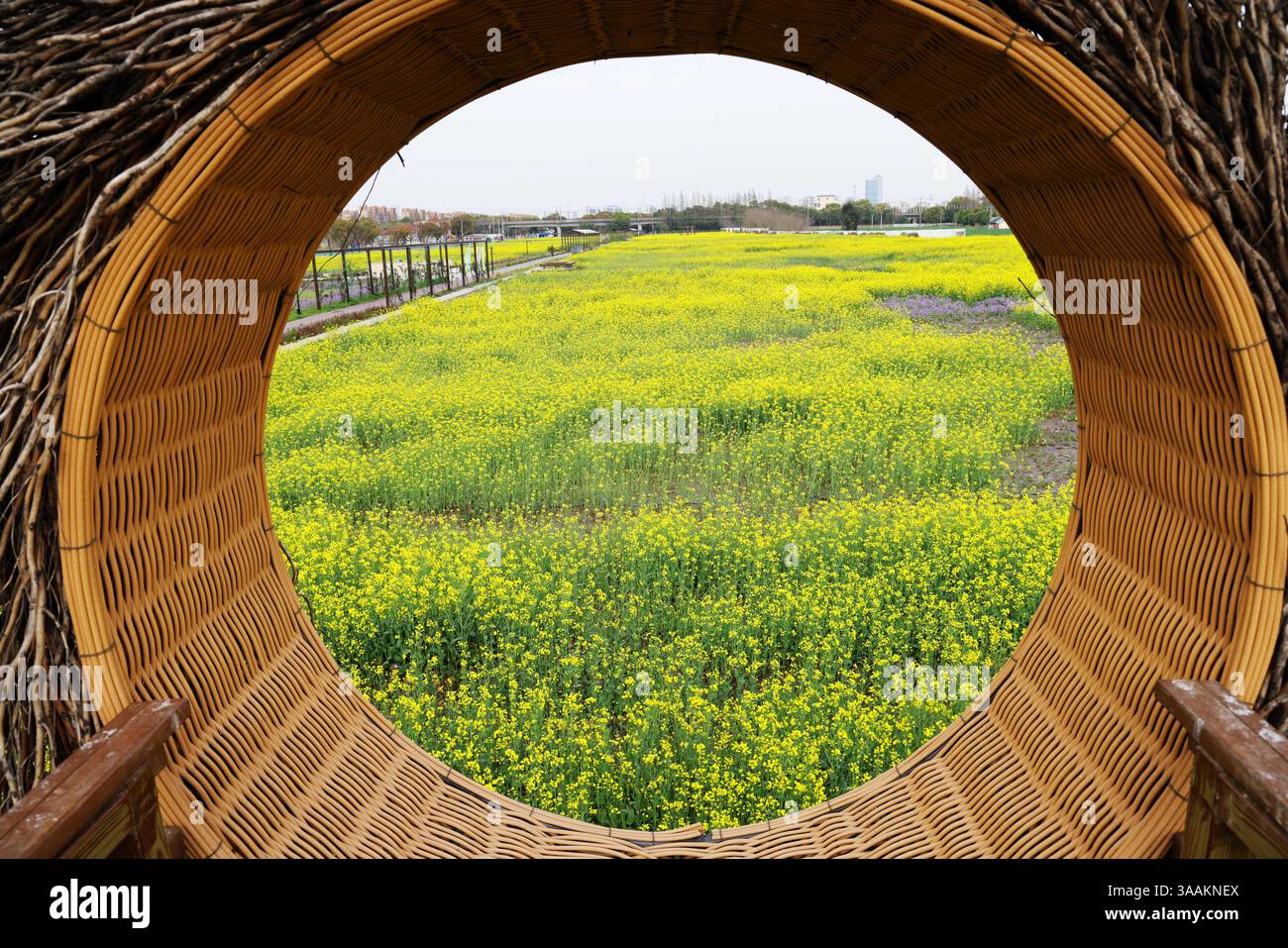 Cole flowers are in full bloom in Shanghai, China, 29 March, 2025 Stock ...