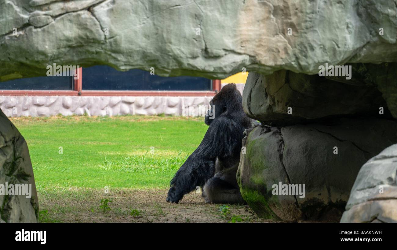 Gorilla is sitting with his back behind fence made of artificial stones ...