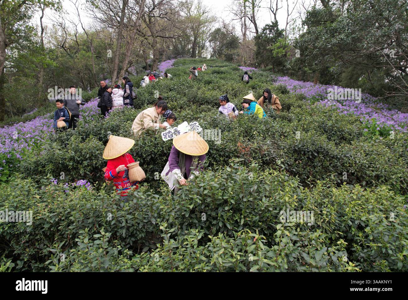 People experience picking tea leaves at a tea garden in Nantong City ...