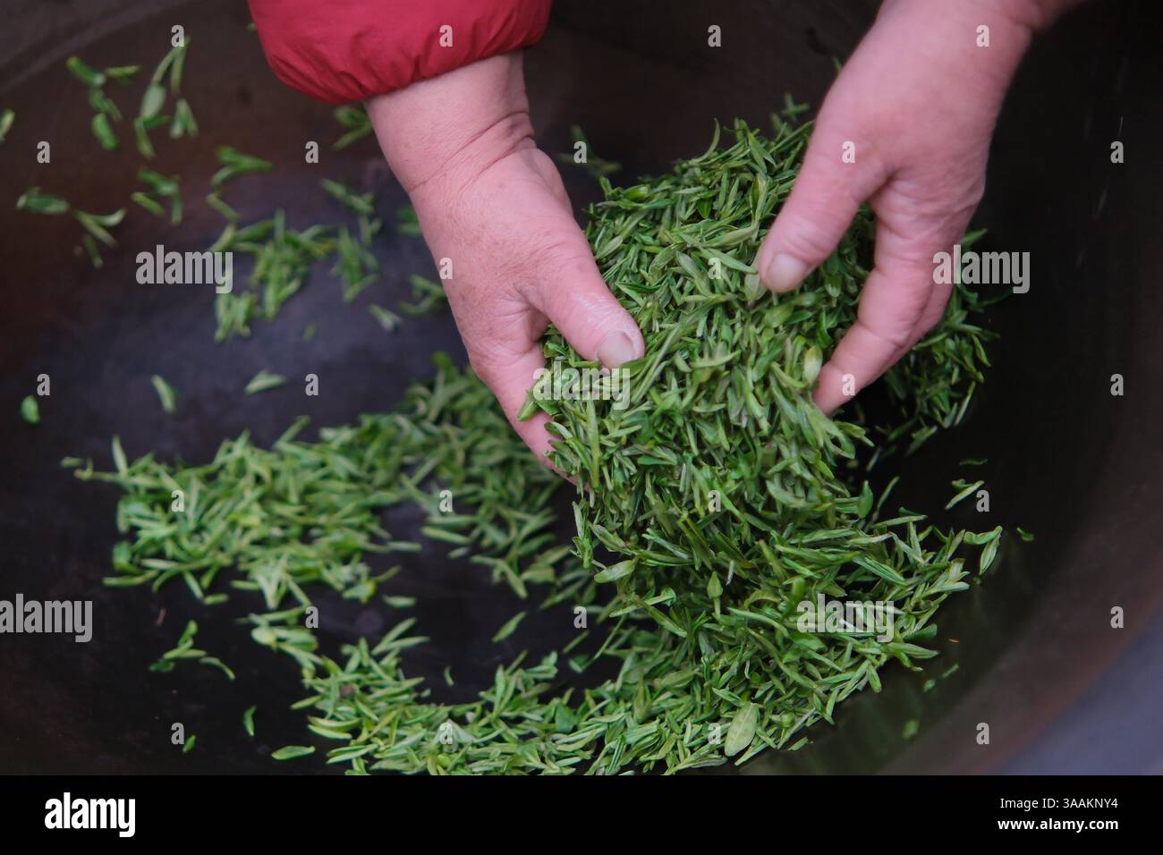 People experience picking tea leaves at a tea garden in Nantong City ...