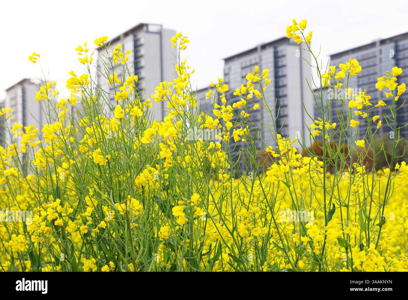 Cole flowers are in full bloom in Shanghai, China, 29 March, 2025 Stock ...