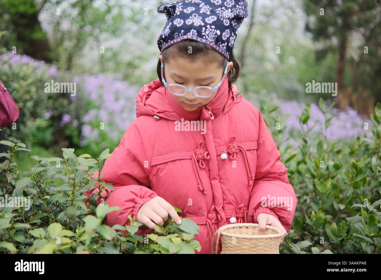 People experience picking tea leaves at a tea garden in Nantong City ...