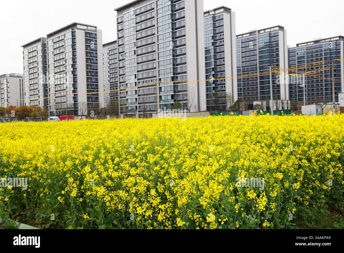 Cole flowers are in full bloom in Shanghai, China, 29 March, 2025 Stock ...