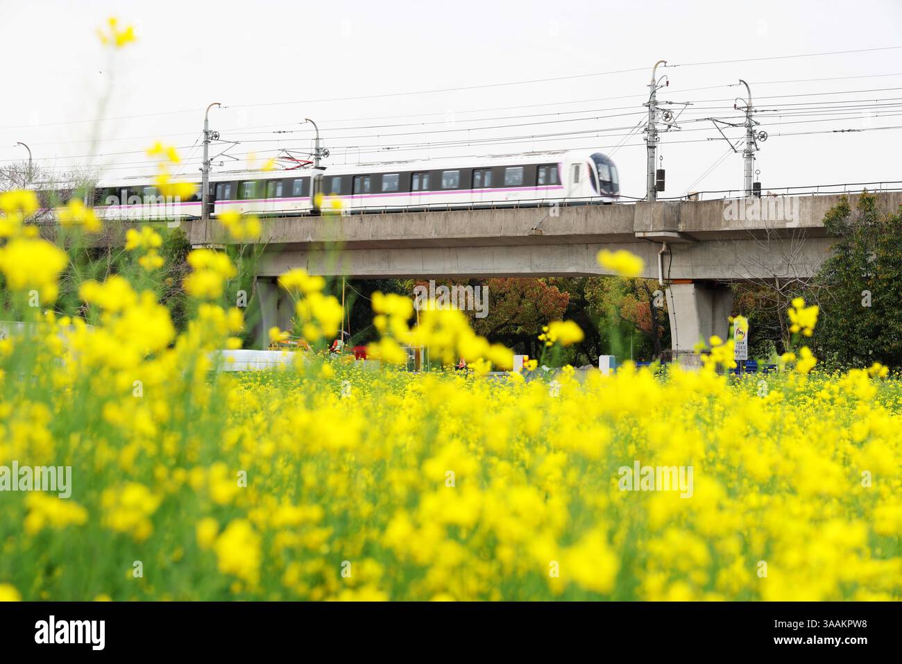 Cole flowers are in full bloom in Shanghai, China, 29 March, 2025 Stock ...