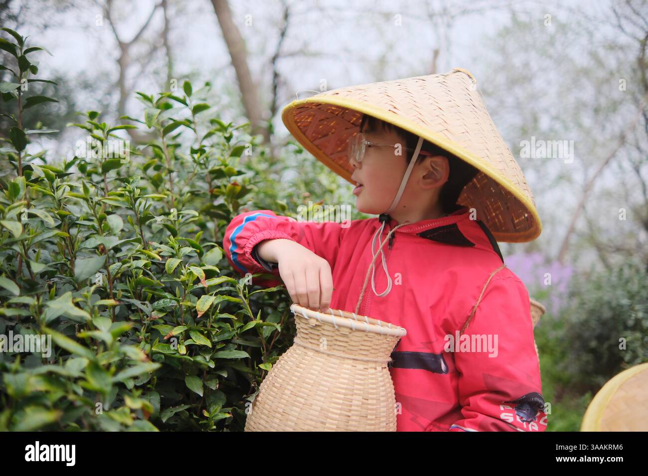 People experience picking tea leaves at a tea garden in Nantong City ...