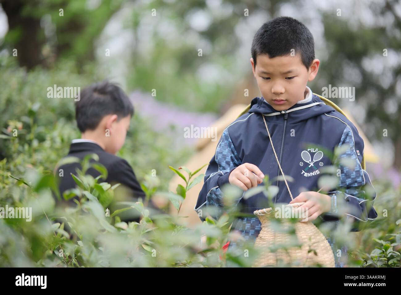 People experience picking tea leaves at a tea garden in Nantong City ...