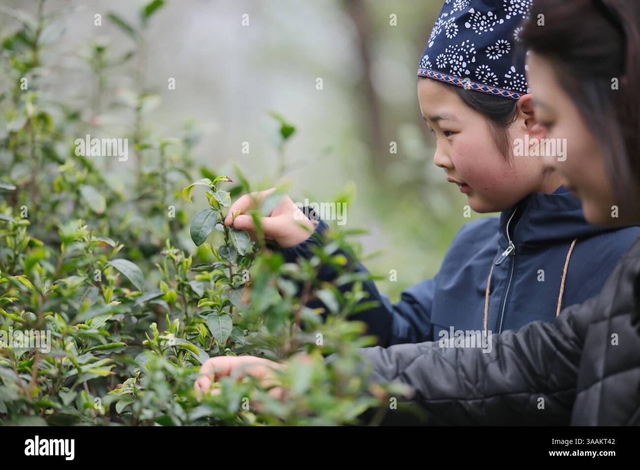 People experience picking tea leaves at a tea garden in Nantong City ...