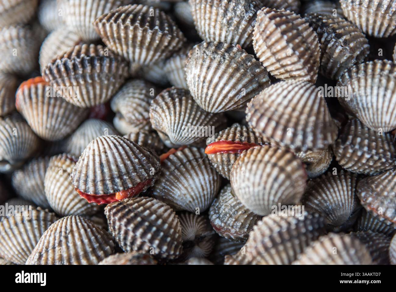 Fresh raw sea cockles clams display for sale at seafood market or Thai ...